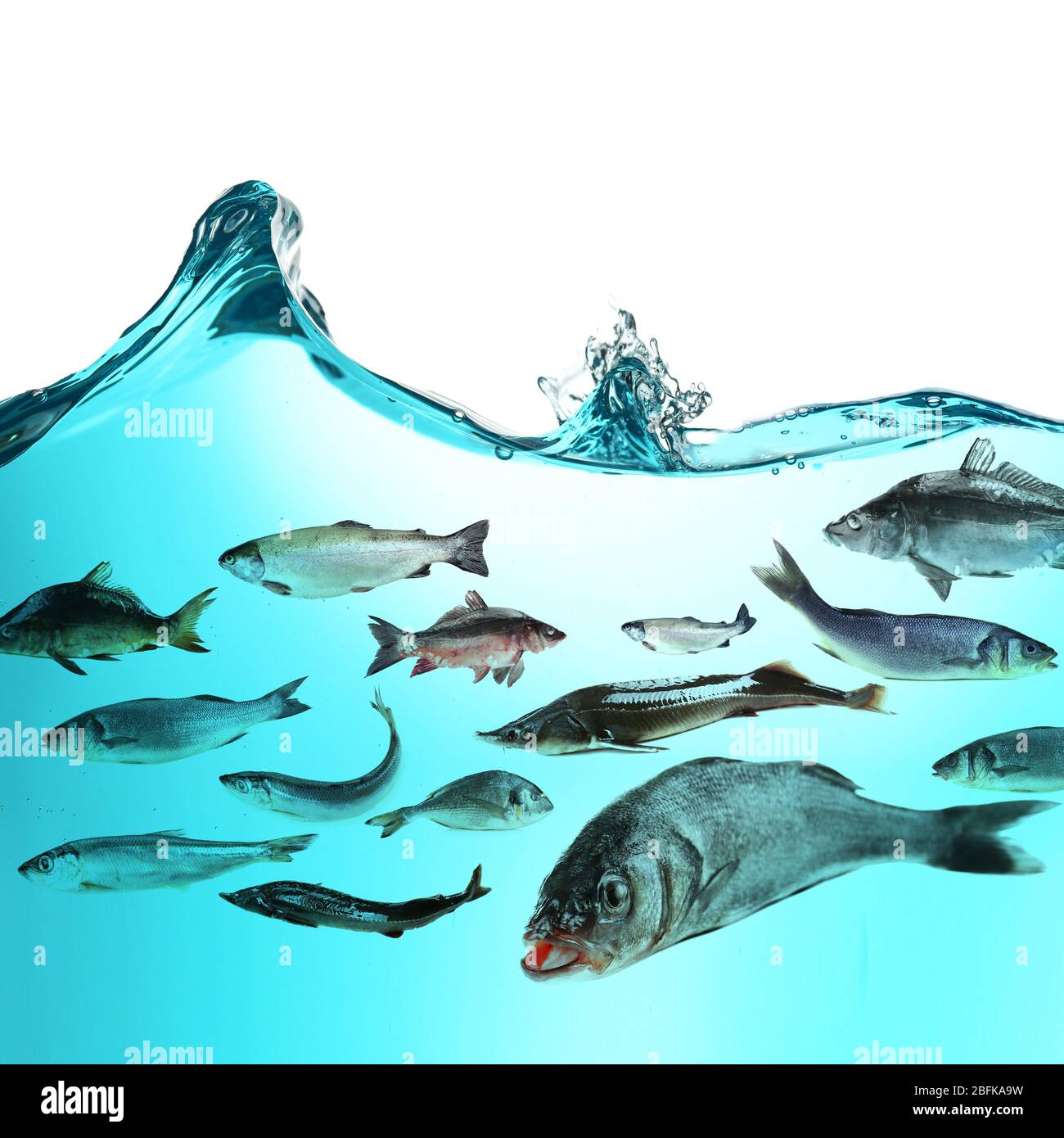 Fish school under water Stock Photo - Alamy