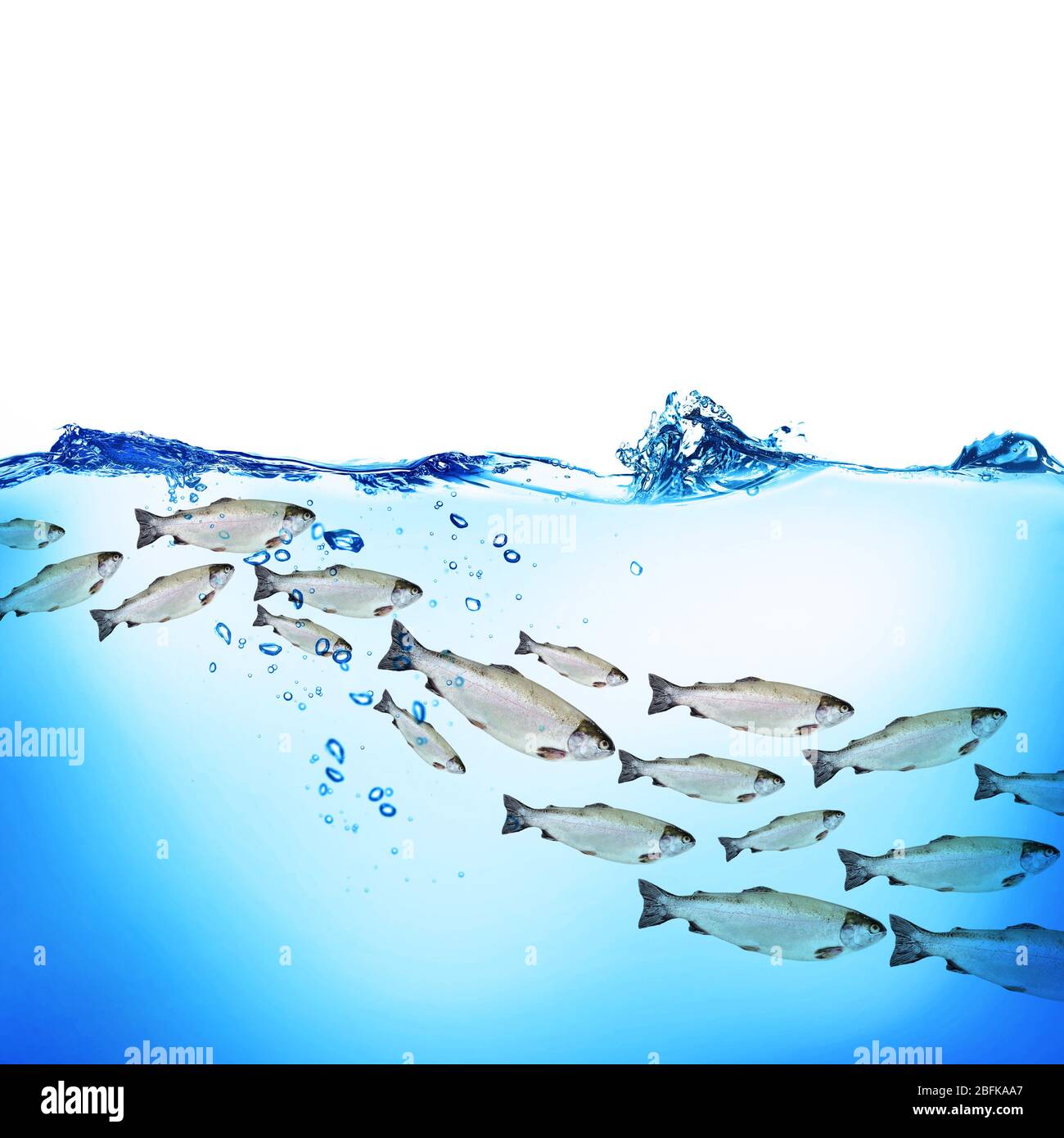 School of dead fish hi-res stock photography and images - Alamy