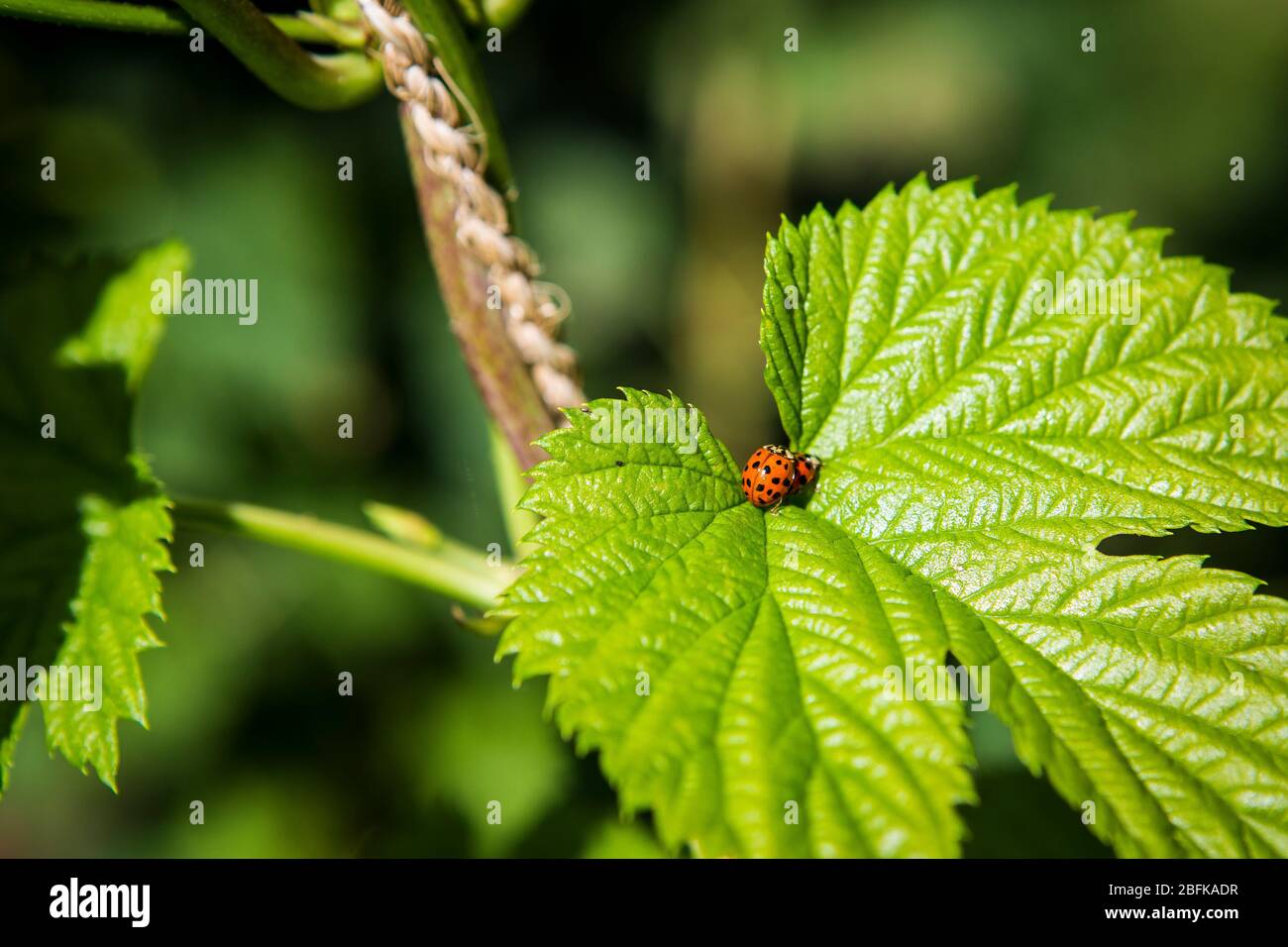 Hop leaf hi-res stock photography and images - Alamy
