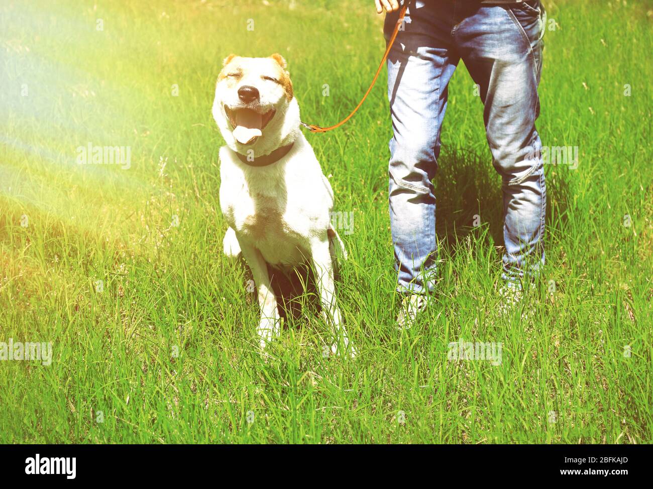 Funny big alabai dog and owner, outdoors Stock Photo - Alamy