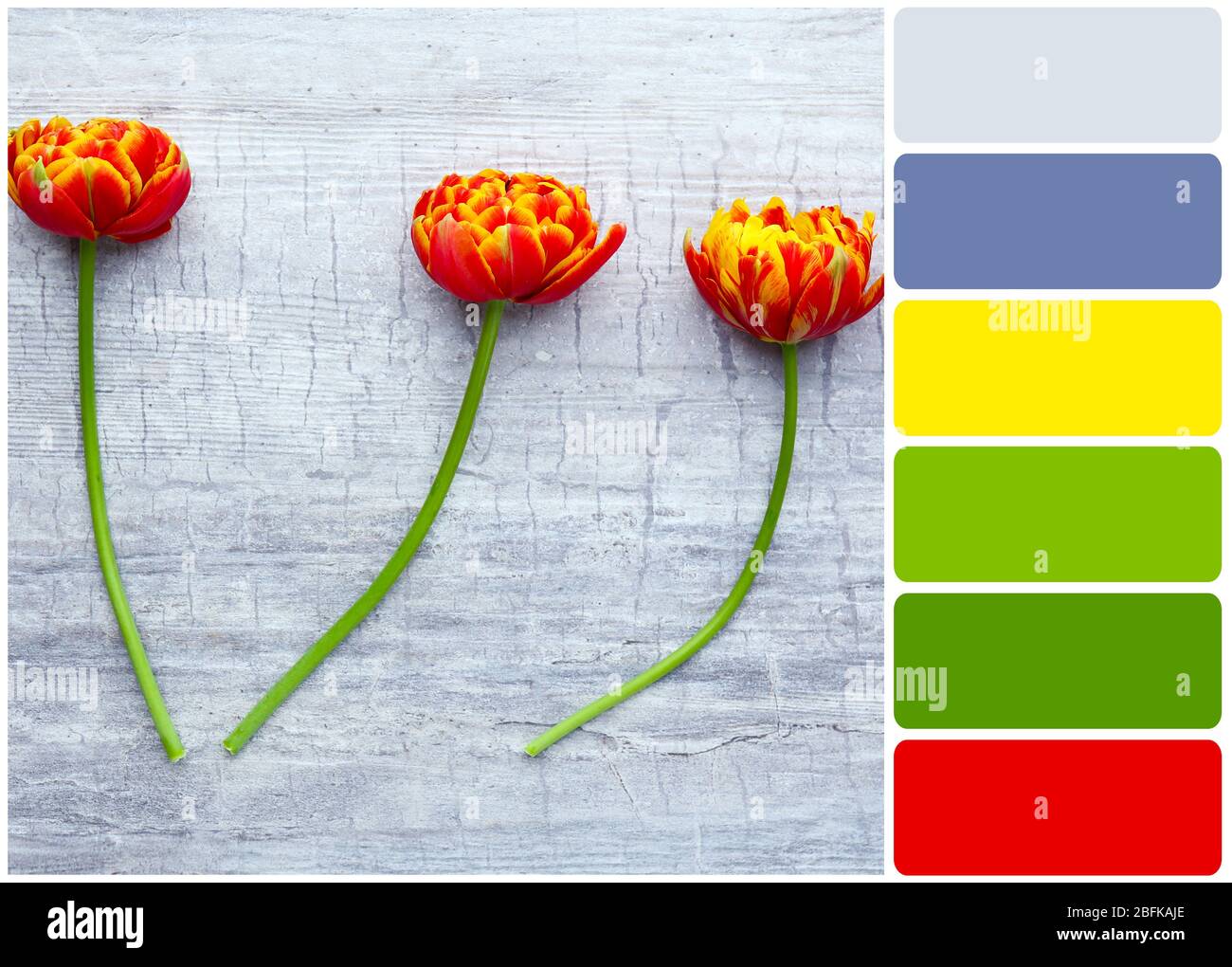 Beautiful bright tulips and palette of colors Stock Photo - Alamy