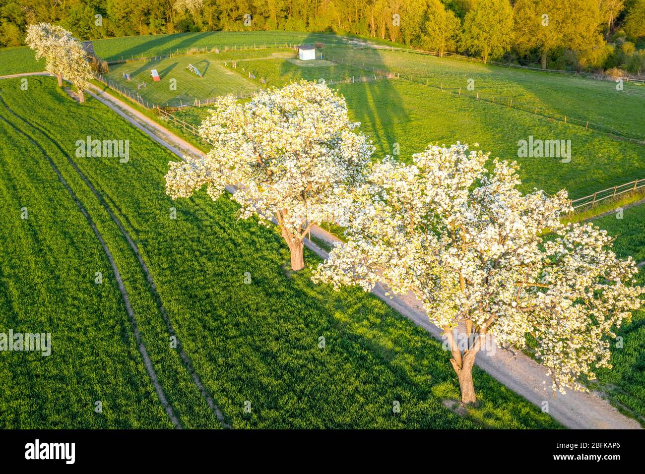 aerial view of spring blooming Fruit trees on bright green agriculture ...