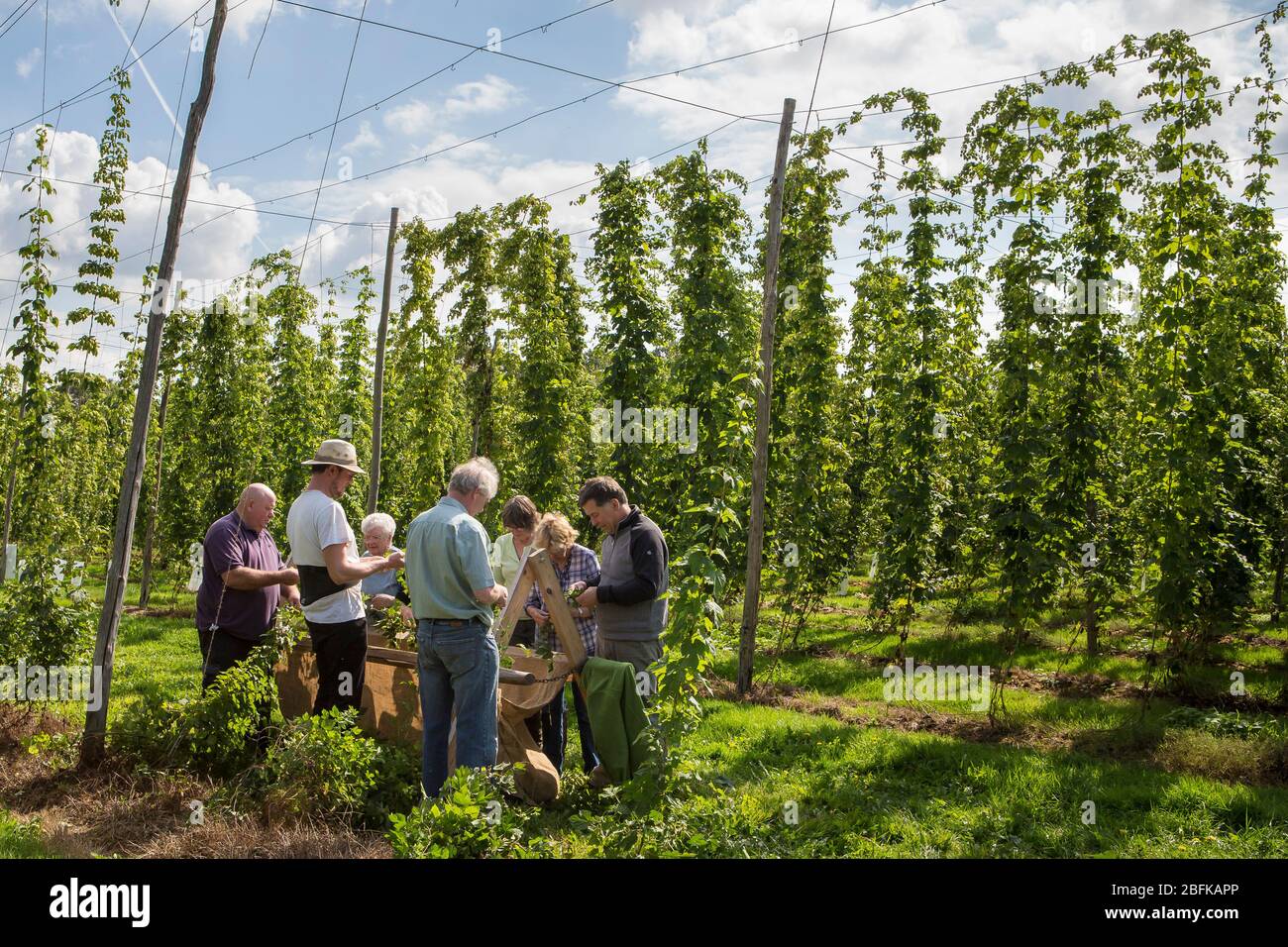 Hop harvest and hop picking at Larkins Brewery, award winning brewery ...