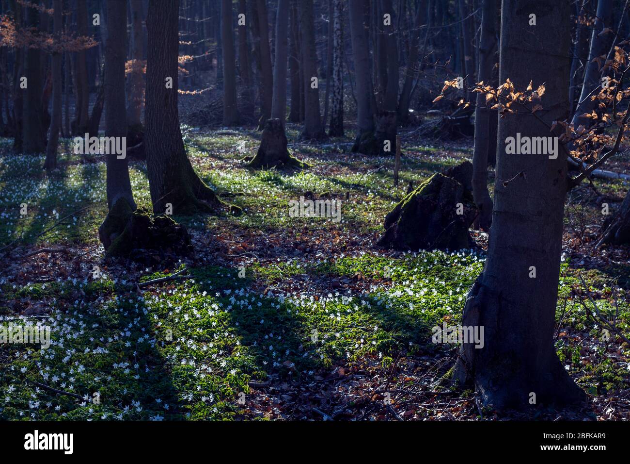 spring season Forest floor with flowering anemone nemorosa nature ...