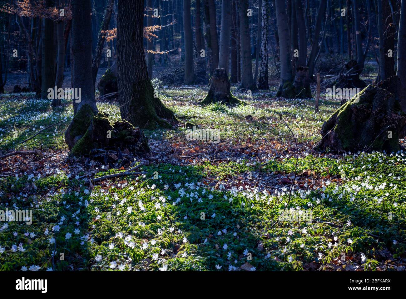 spring season Forest floor with flowering anemone nemorosa nature ...