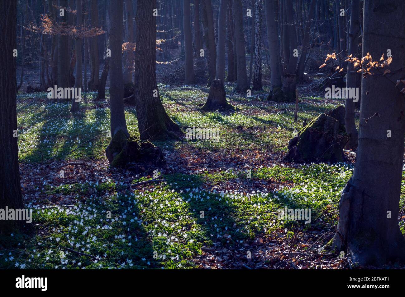 spring season Forest floor with flowering anemone nemorosa nature ...