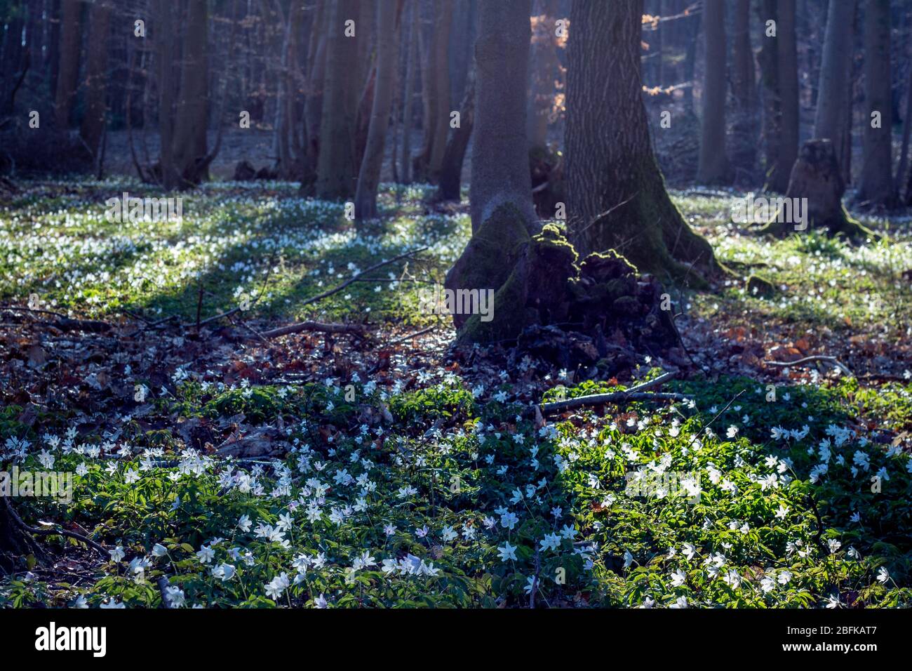 spring season Forest floor with flowering anemone nemorosa nature ...
