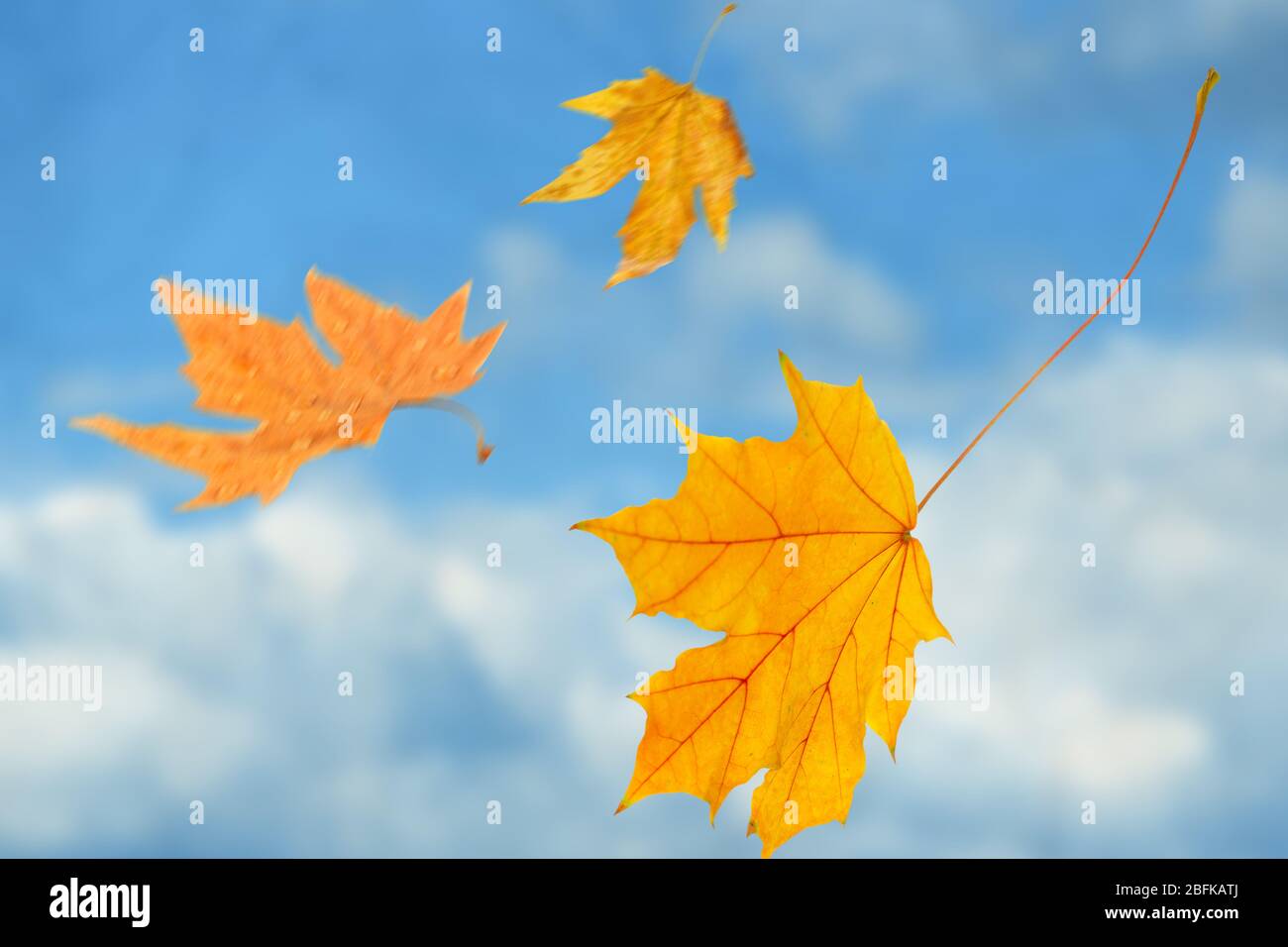 Beautiful golden tree leaf blowing hi-res stock photography and images ...
