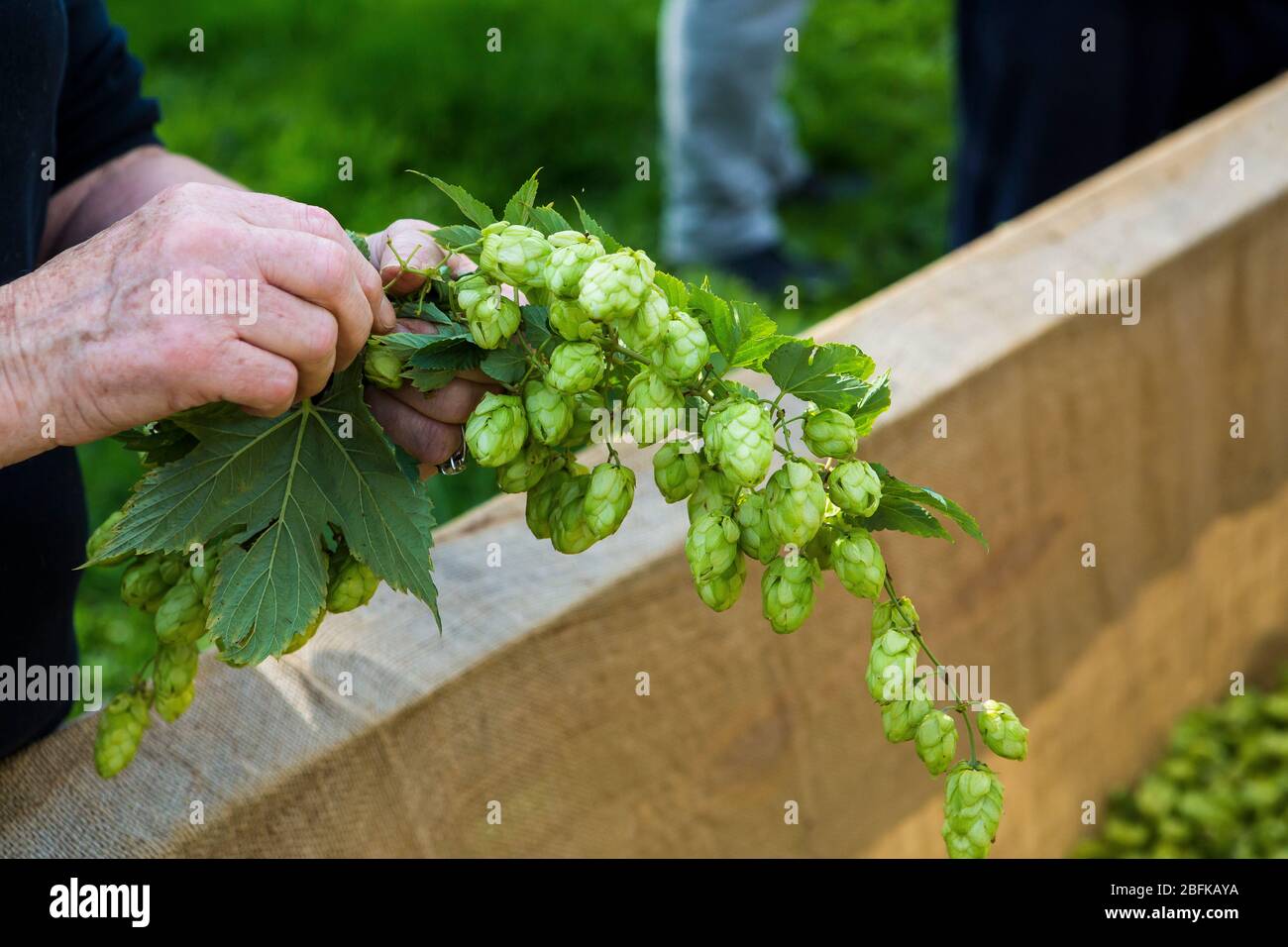 Hop harvest and hop picking at Larkins Brewery, award winning brewery ...
