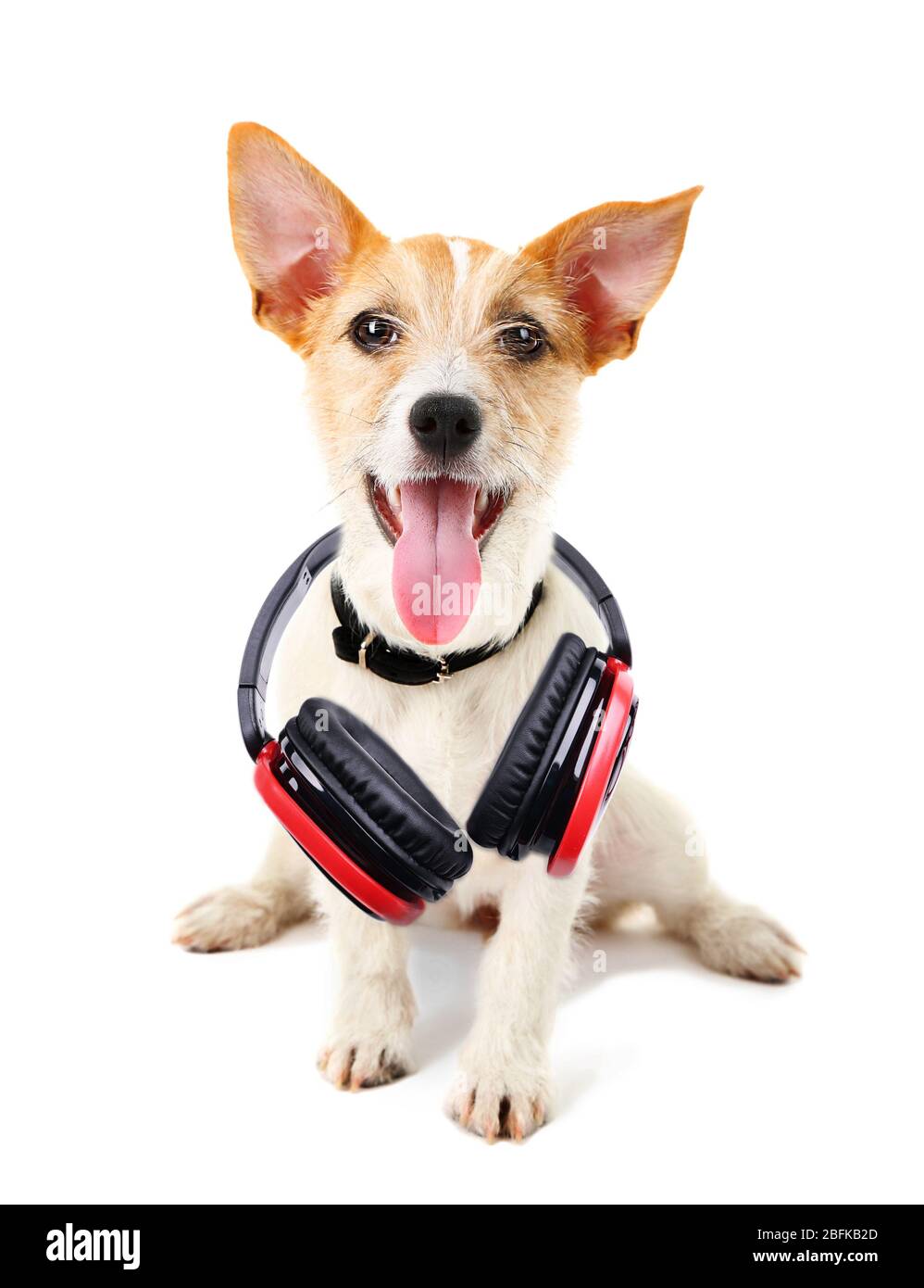 Cute dog with headphones isolated on white Stock Photo - Alamy