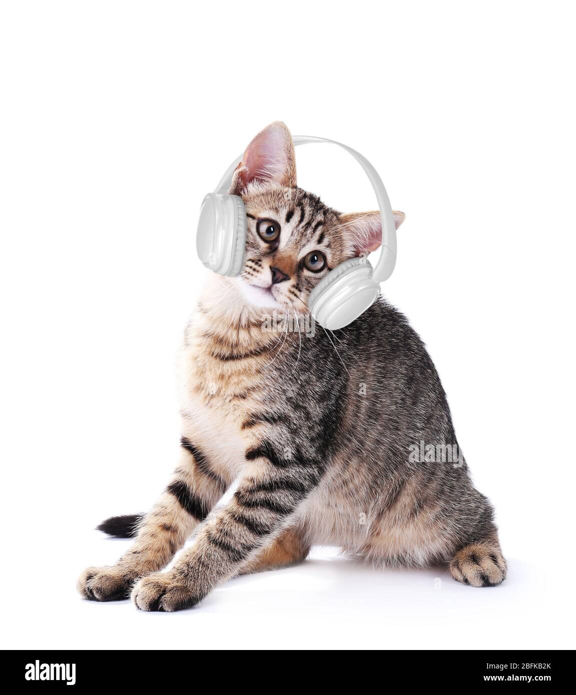 Beautiful cat with headphones isolated on white Stock Photo - Alamy