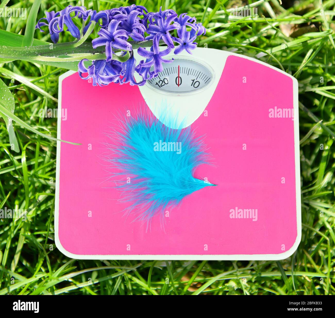 Feather on scales on green grass. Losing weight for the summer Stock ...