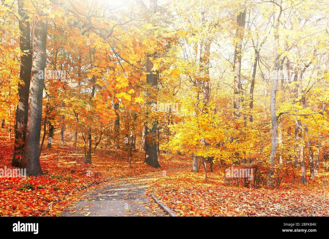 Beautiful autumn trees with sunlight in park Stock Photo - Alamy