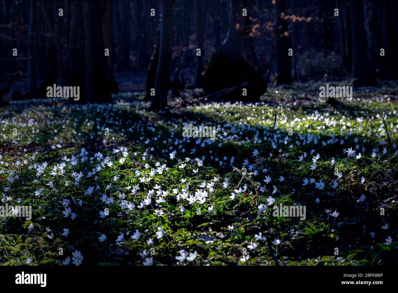 spring season Forest floor with flowering anemone nemorosa nature ...