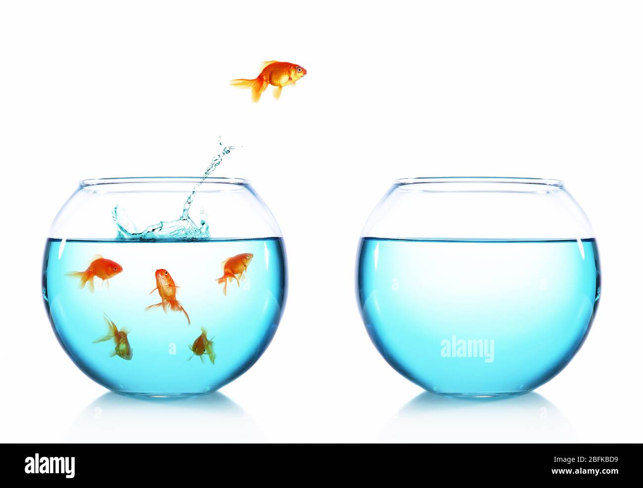 Goldfish jumping from glass aquarium, isolated on white Stock Photo - Alamy