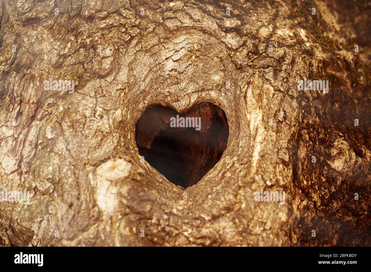 Tree hollow in heart shape close-up Stock Photo - Alamy