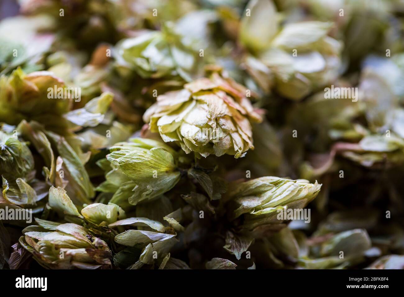 Award winning dried Whitbred Golding hops at Larkins Brewery award ...