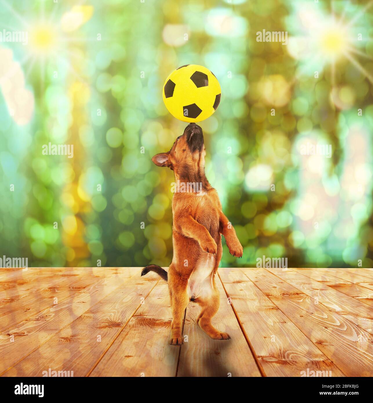 Cute dog at the circus Stock Photo - Alamy
