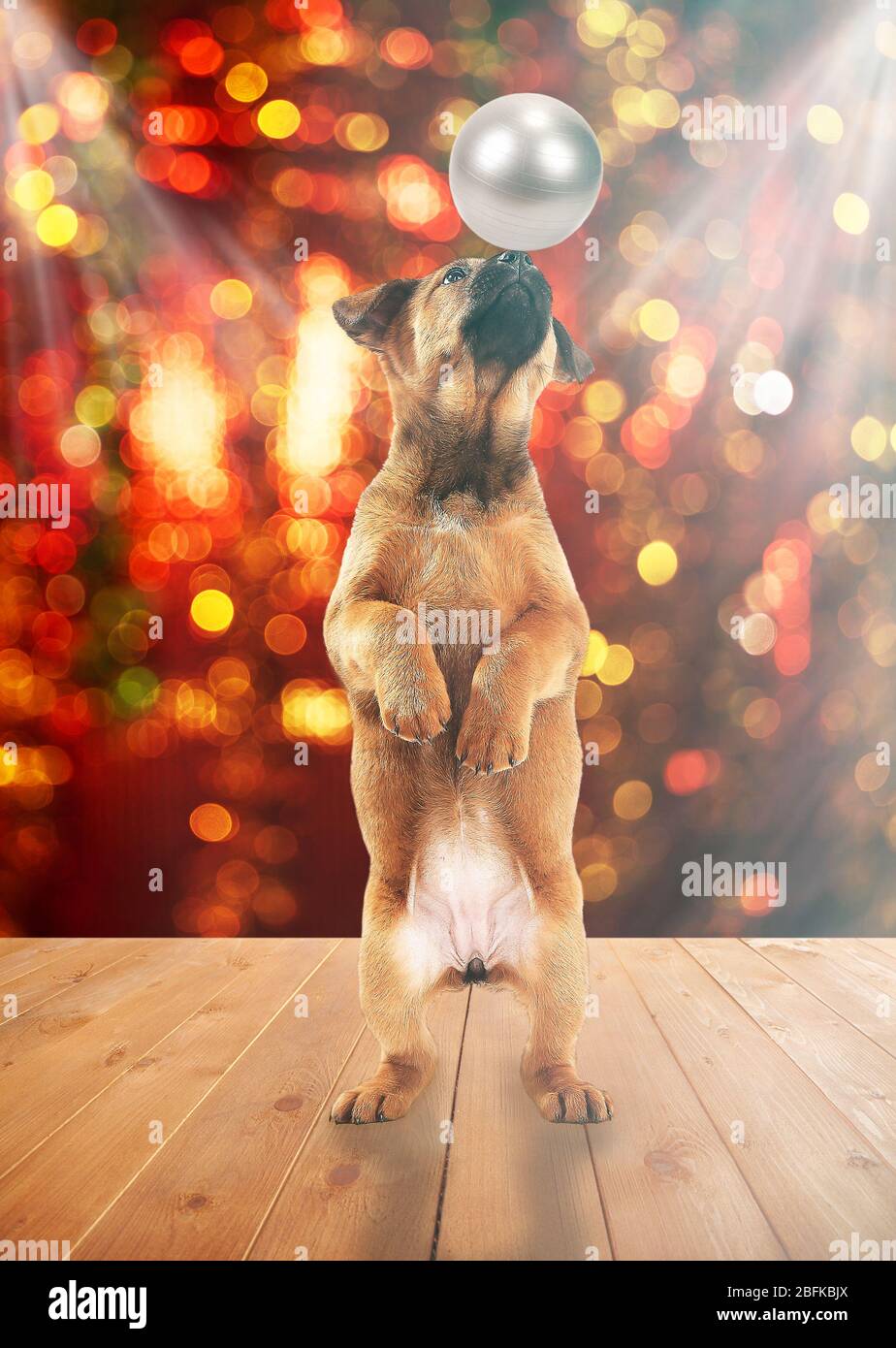 Cute dog at the circus Stock Photo - Alamy