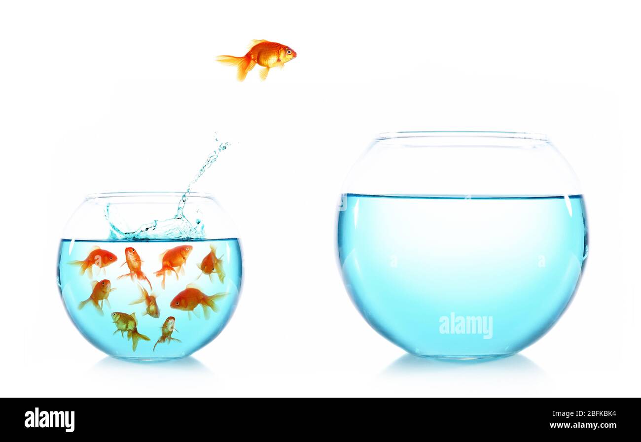 Goldfish jumping from glass aquarium, isolated on white Stock Photo - Alamy