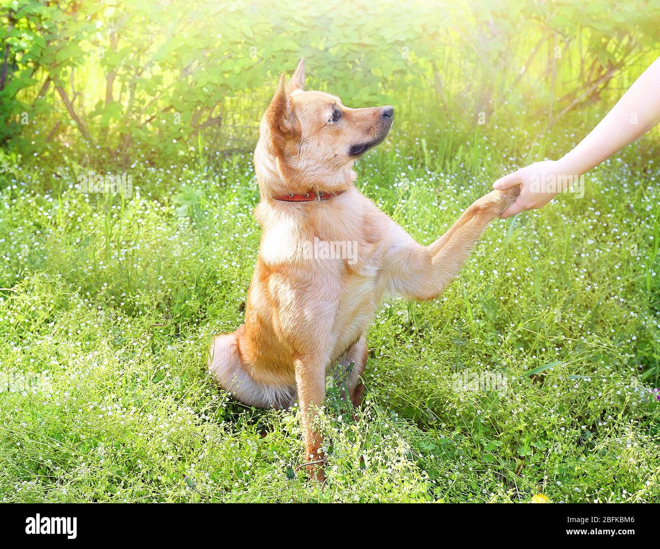 Funny cute dog pressing his paw against woman hand, outdoors Stock ...