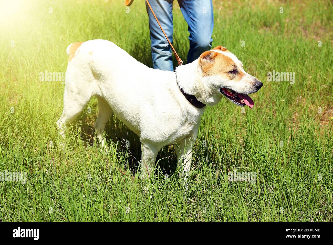 Funny big alabai dog and owner, outdoors Stock Photo - Alamy