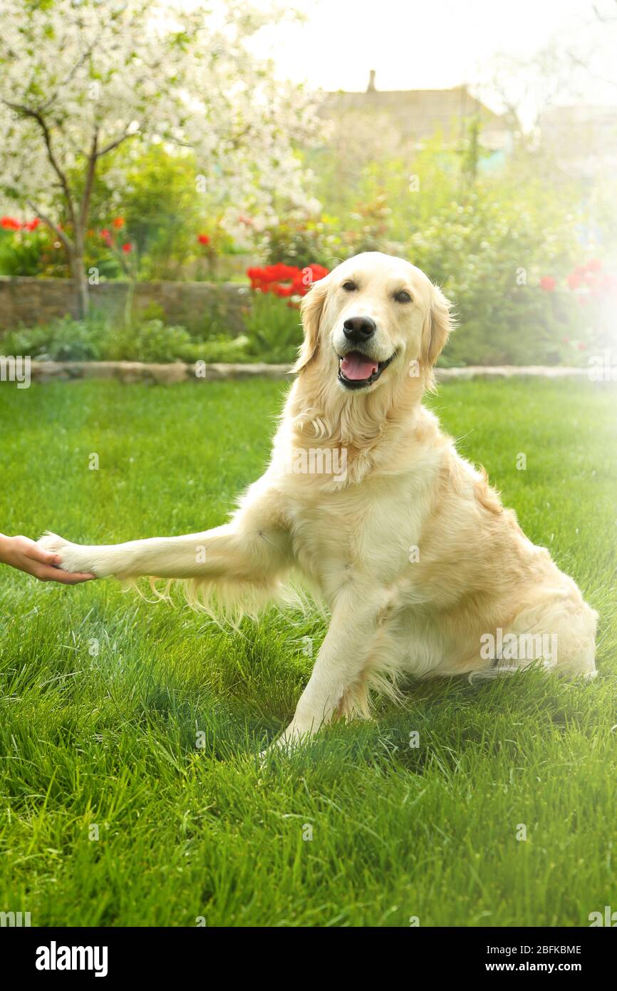 Dog paw and human hand doing a handshake, outdoors Stock Photo - Alamy