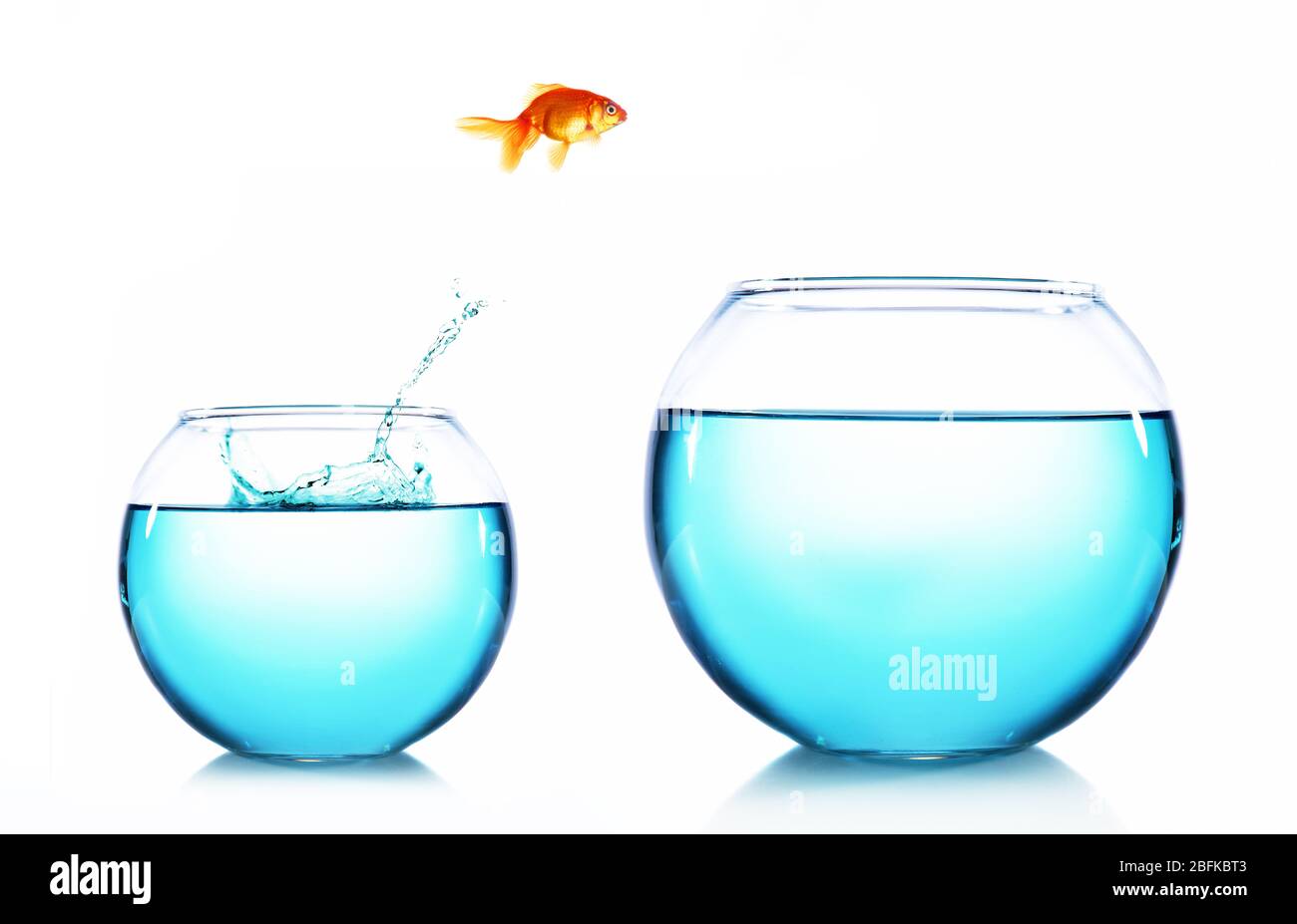 Goldfish jumping from glass aquarium, isolated on white Stock Photo - Alamy