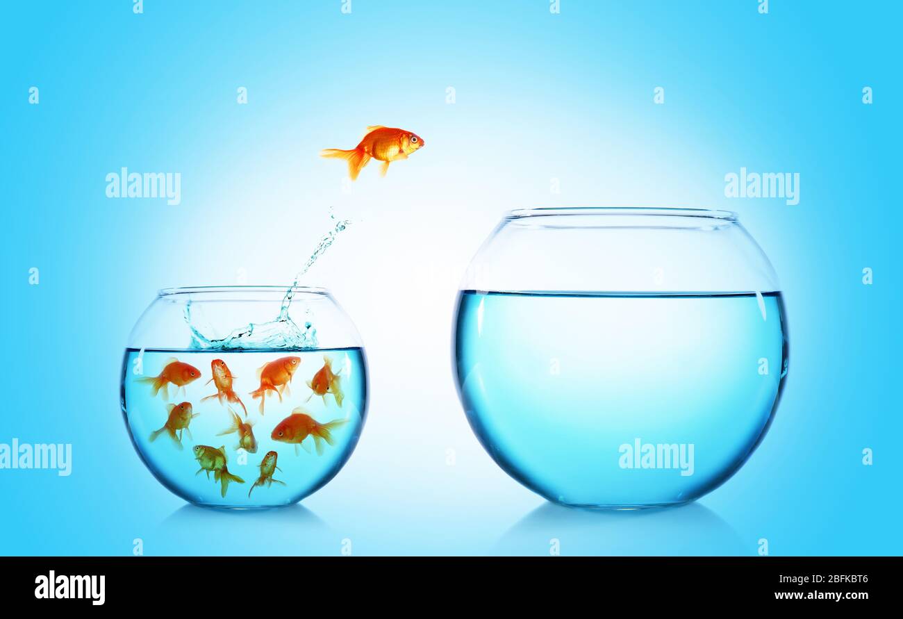 Goldfish jumping from glass aquarium,on blue background Stock Photo - Alamy