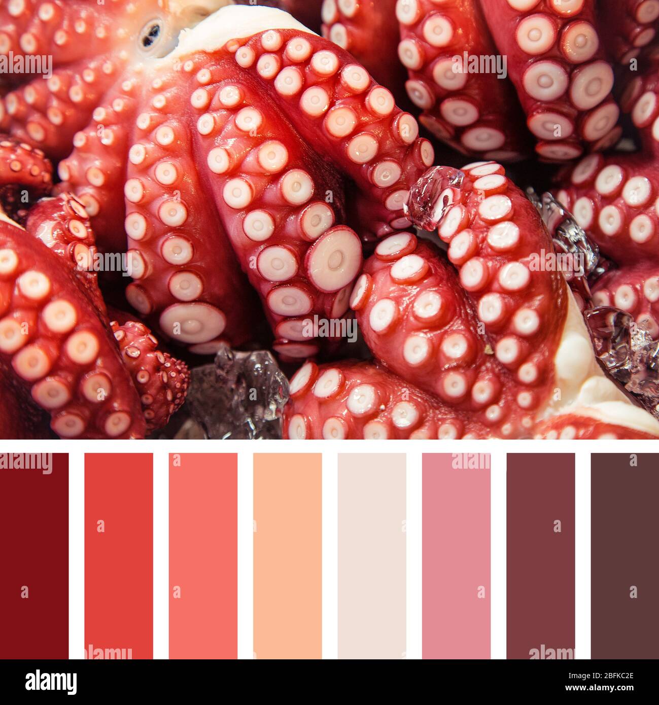 A background of fresh octopus, in a colour palette with complimentary ...