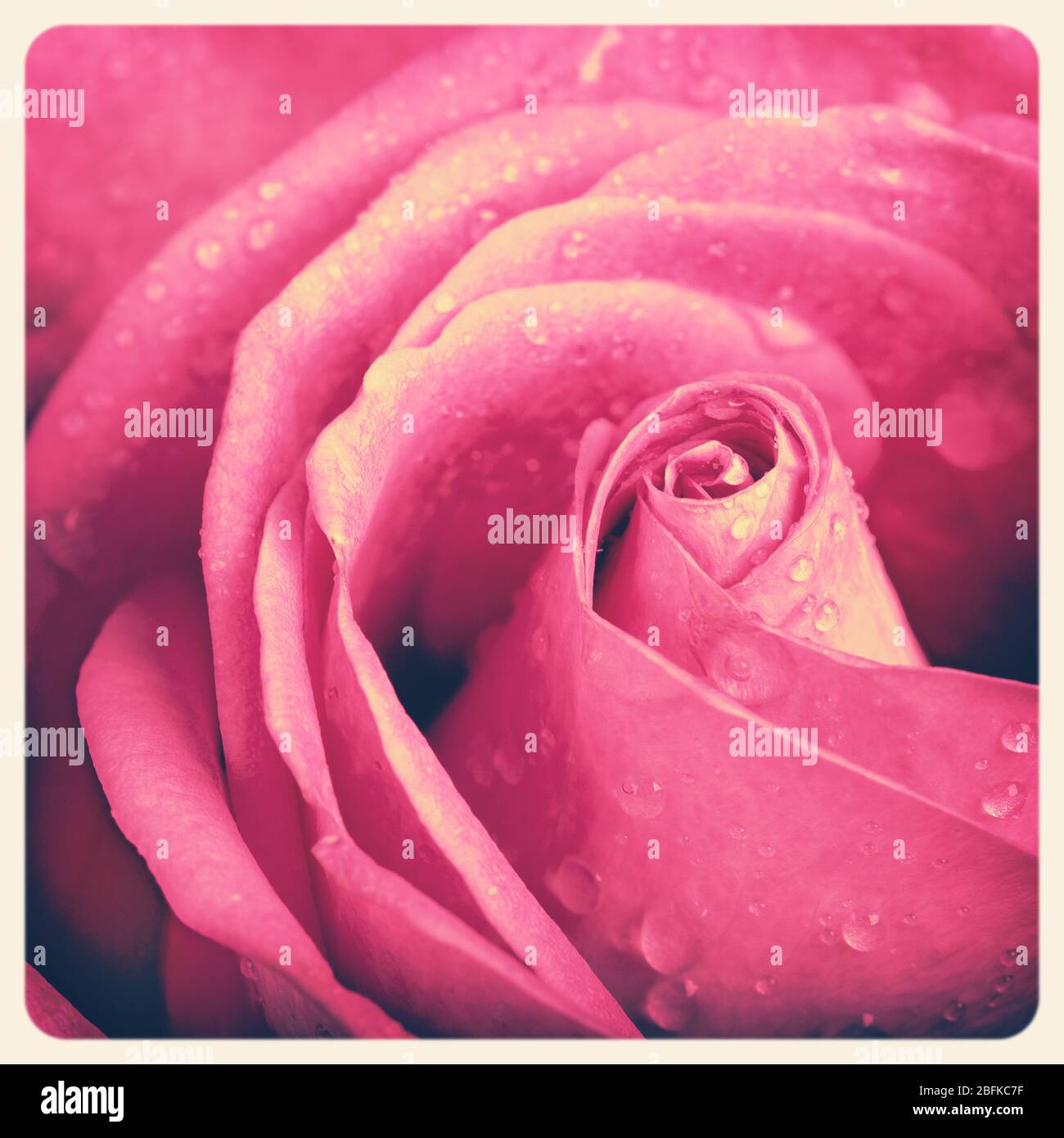 Faded pink rose with retro style processing. Intentional vignette and ...