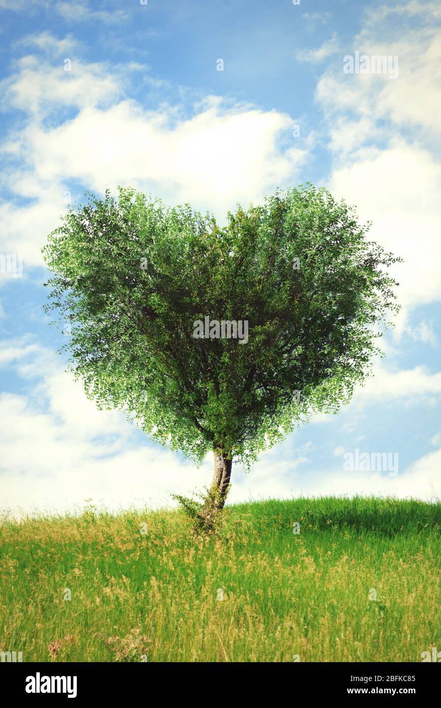 Green tree in heart shape, outdoors Stock Photo - Alamy