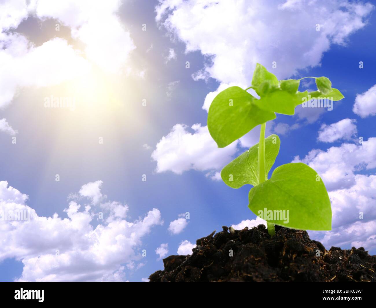 Green seedling growing from soil on blue sky background Stock Photo - Alamy