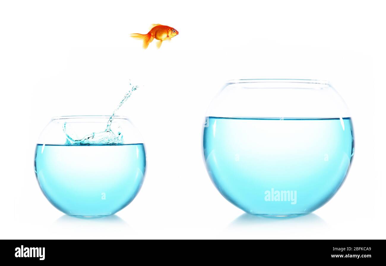 Goldfish jumping from glass aquarium, isolated on white Stock Photo - Alamy