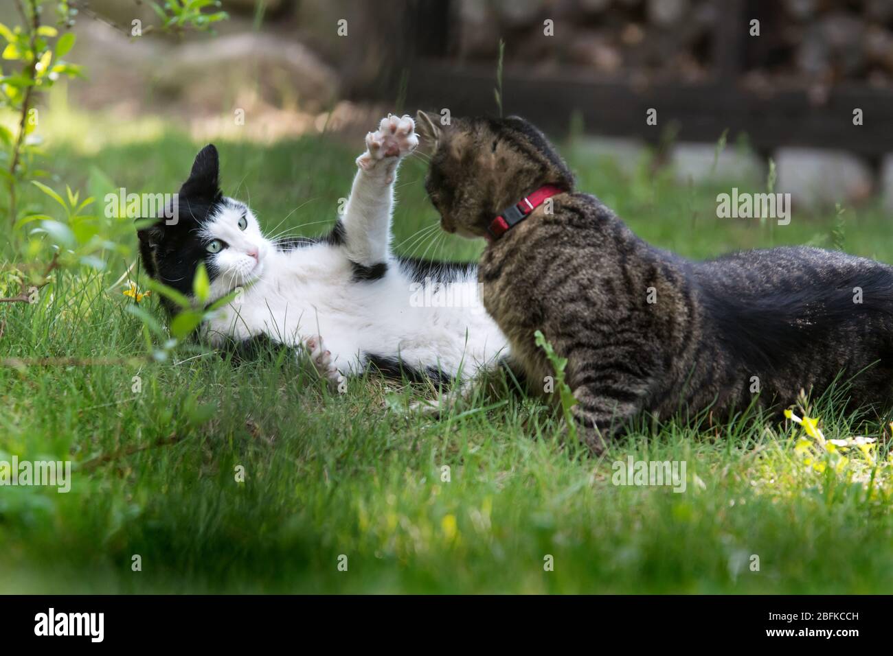 Two cats fighting hi-res stock photography and images - Alamy