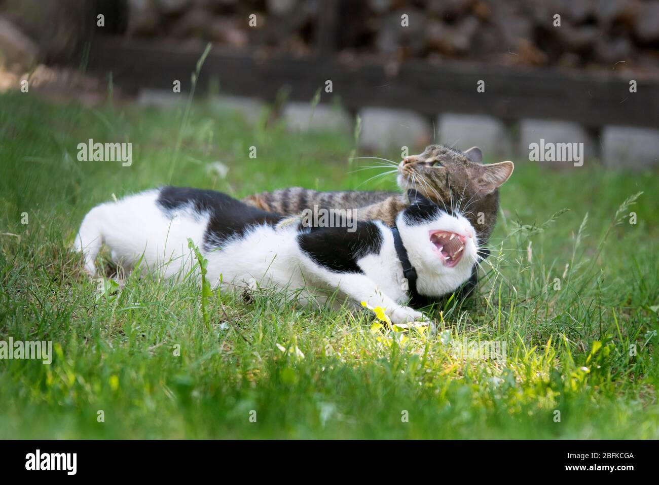 Two cats fighting hi-res stock photography and images - Alamy