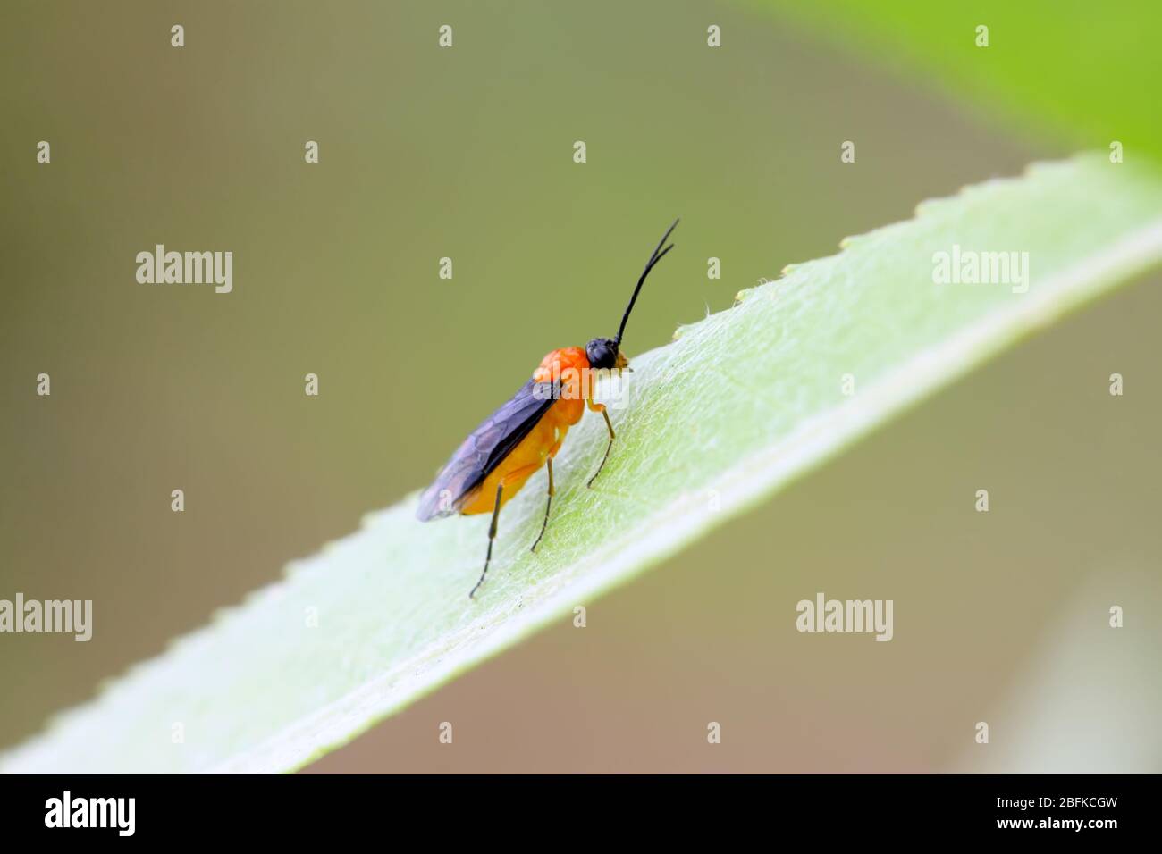 red bee insects on the leaves, close up of pictures, taken photos in ...