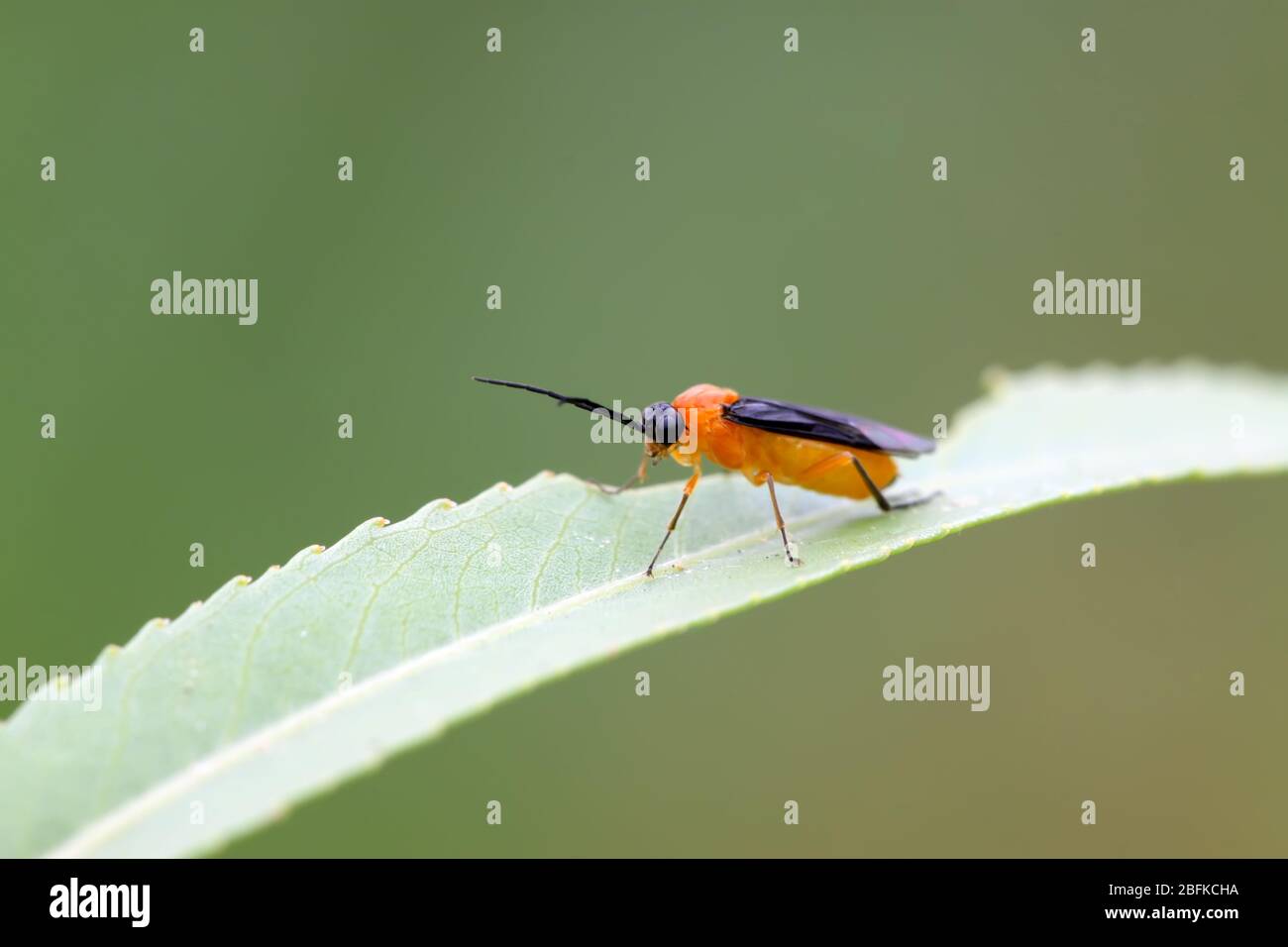 Natureal lighting hi-res stock photography and images - Alamy