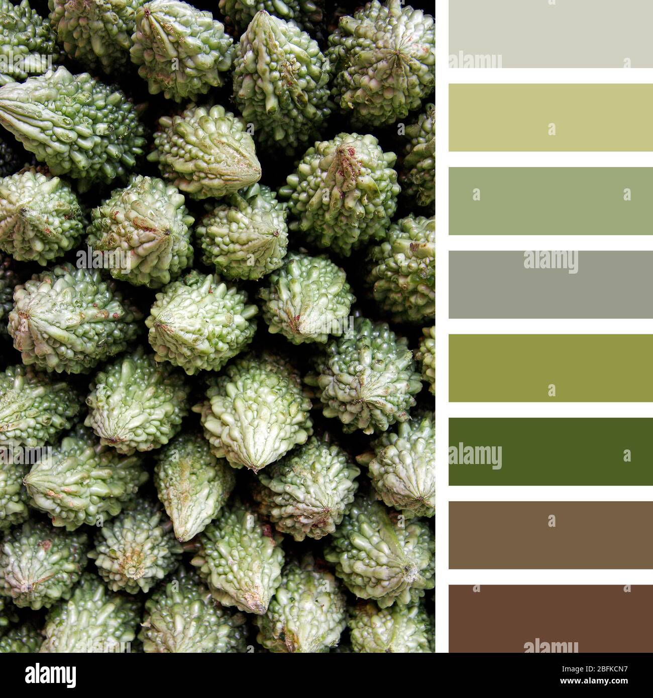 A background of bitter melons, otherwise known as bitter gourds, in a ...