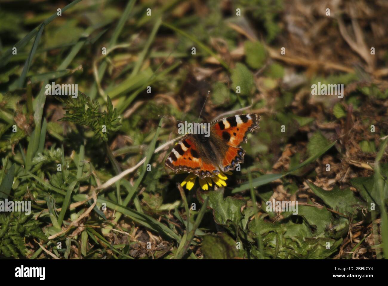 Tortoise shell butterfly hi-res stock photography and images - Alamy