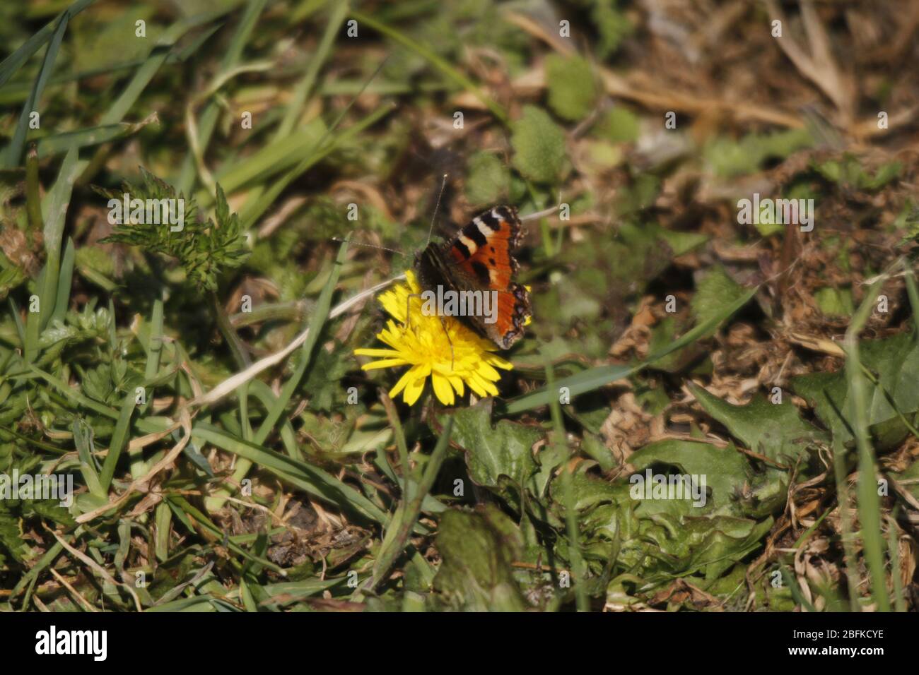 Tortoise butterfly hi-res stock photography and images - Alamy
