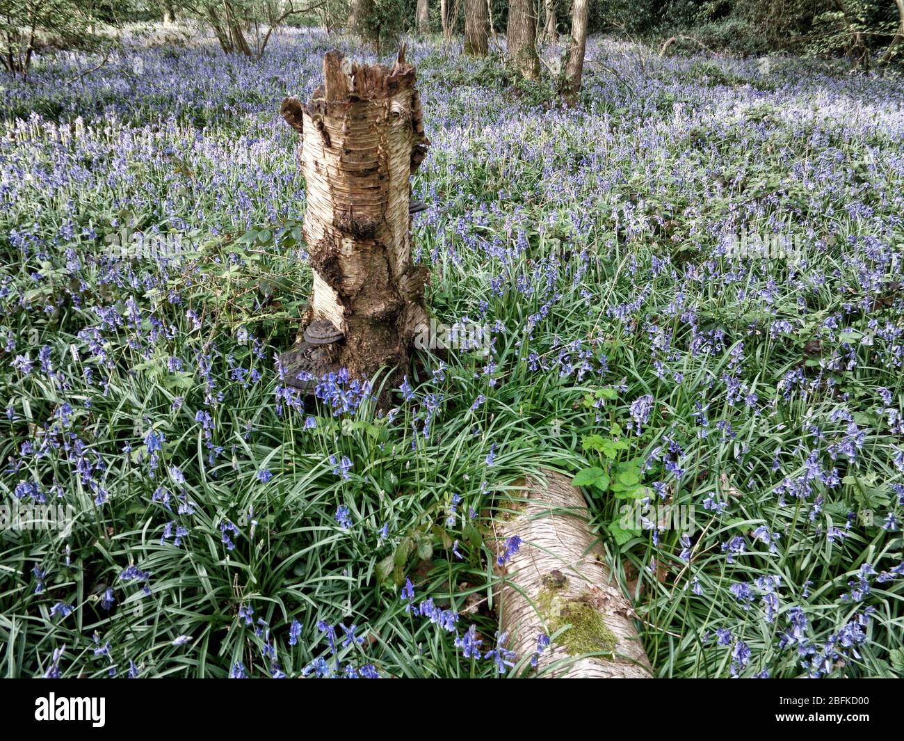 Spring English bluebells flowering in their natural habitat of open ...