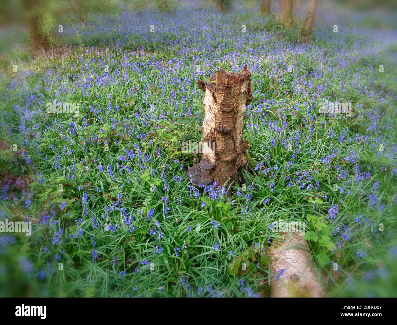 Spring English bluebells flowering in their natural habitat of open ...