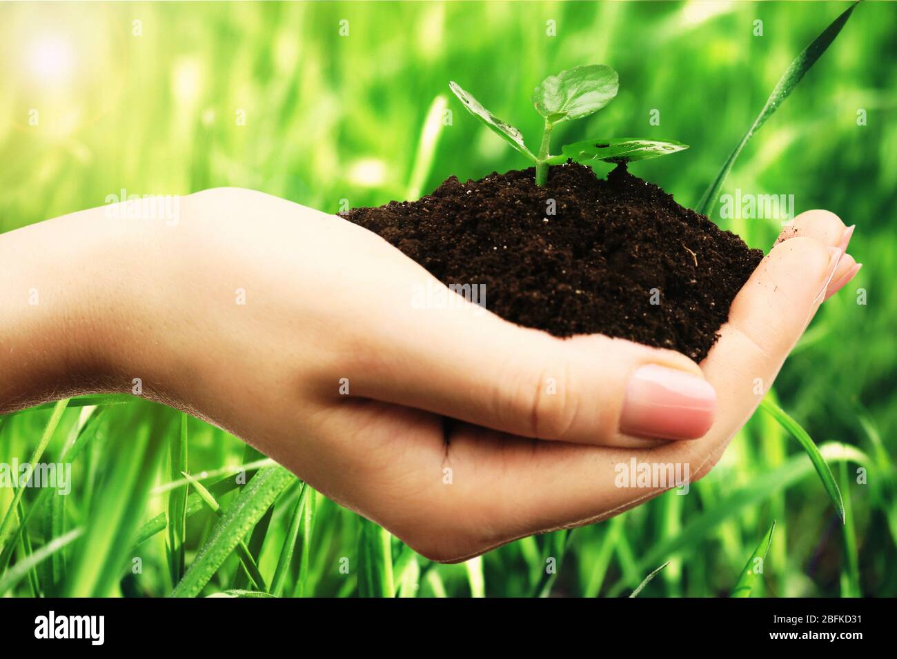 Young plant in hands with soil on green grass background Stock Photo ...