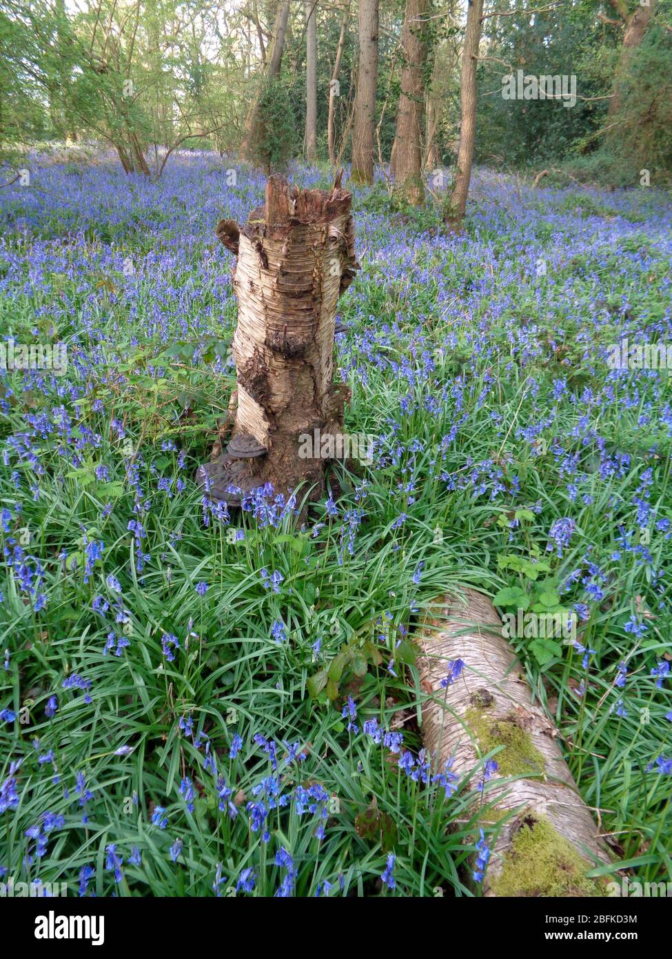 Spring English bluebells flowering in their natural habitat of open ...