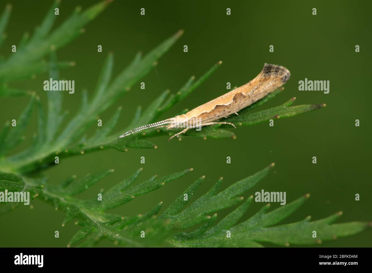 Diamondback moth hi-res stock photography and images - Alamy