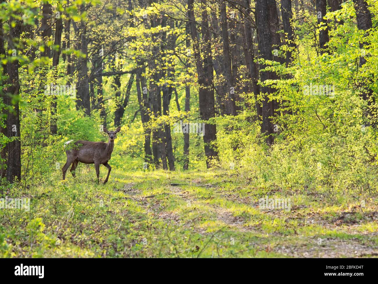 Flora and fauna, deer hi-res stock photography and images - Alamy