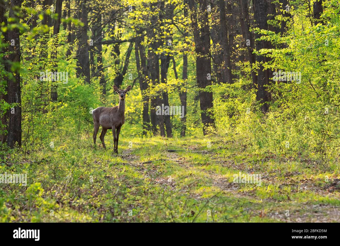 Deer in forest oak tree hi-res stock photography and images - Alamy