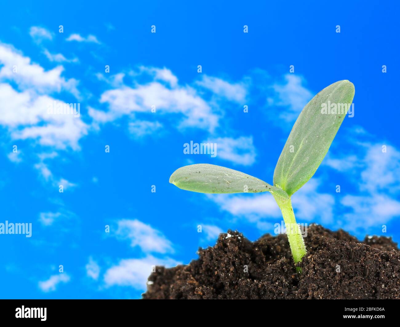 Green seedling growing from soil on blue sky background Stock Photo - Alamy