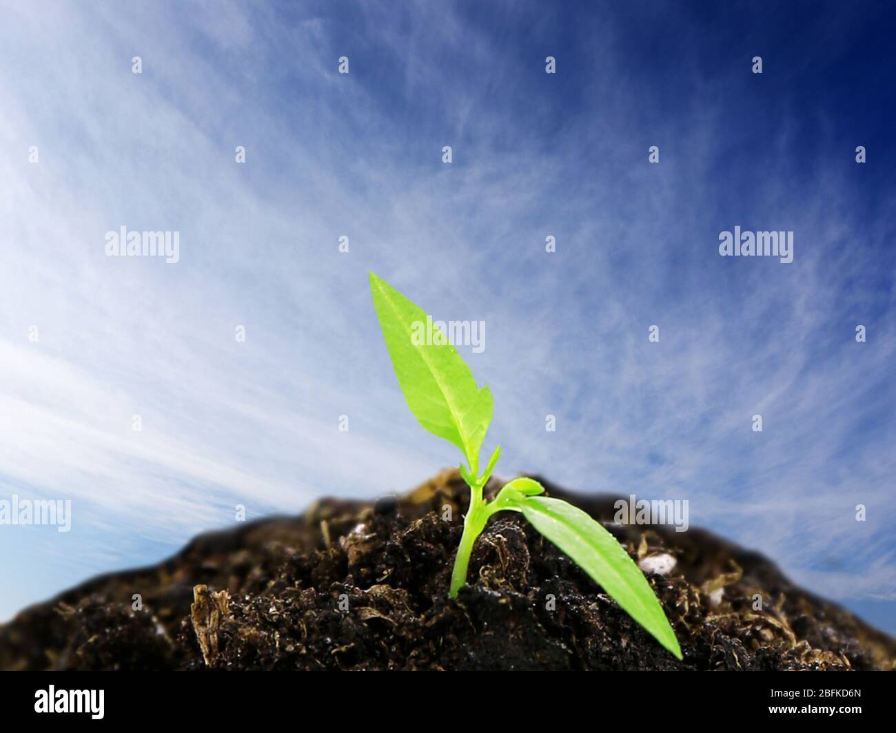 Green seedling growing from soil on blue sky background Stock Photo - Alamy